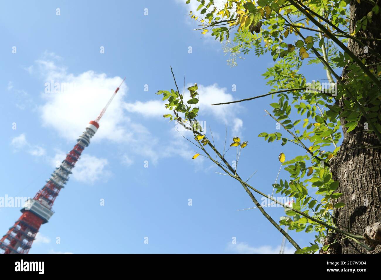 Television tower tokyo tree hi-res stock photography and images - Alamy