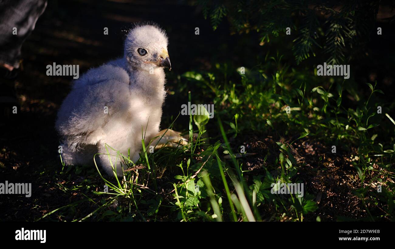 Northern hawk goshawk chick in nest - Accipiter gentilis Stock Photo ...