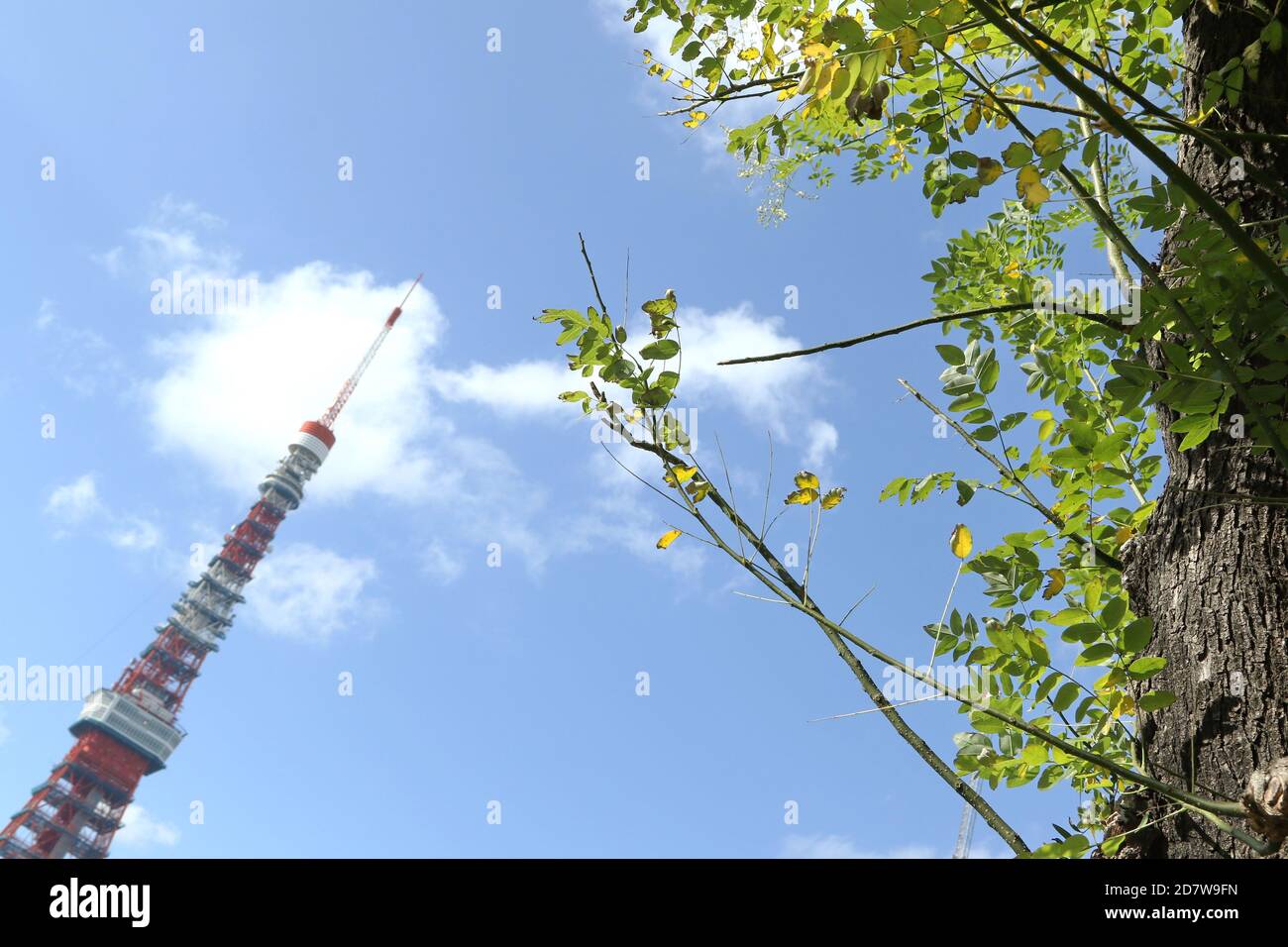 Tokyo Tower in front of blue sky with green leafes of a tree, Tokyo ...