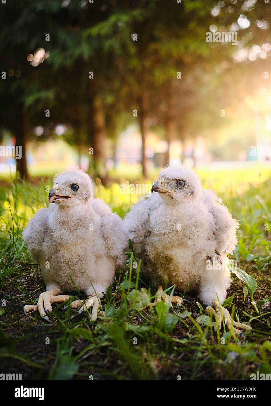 Northern hawk goshawk chick in nest - Accipiter gentilis Stock Photo ...
