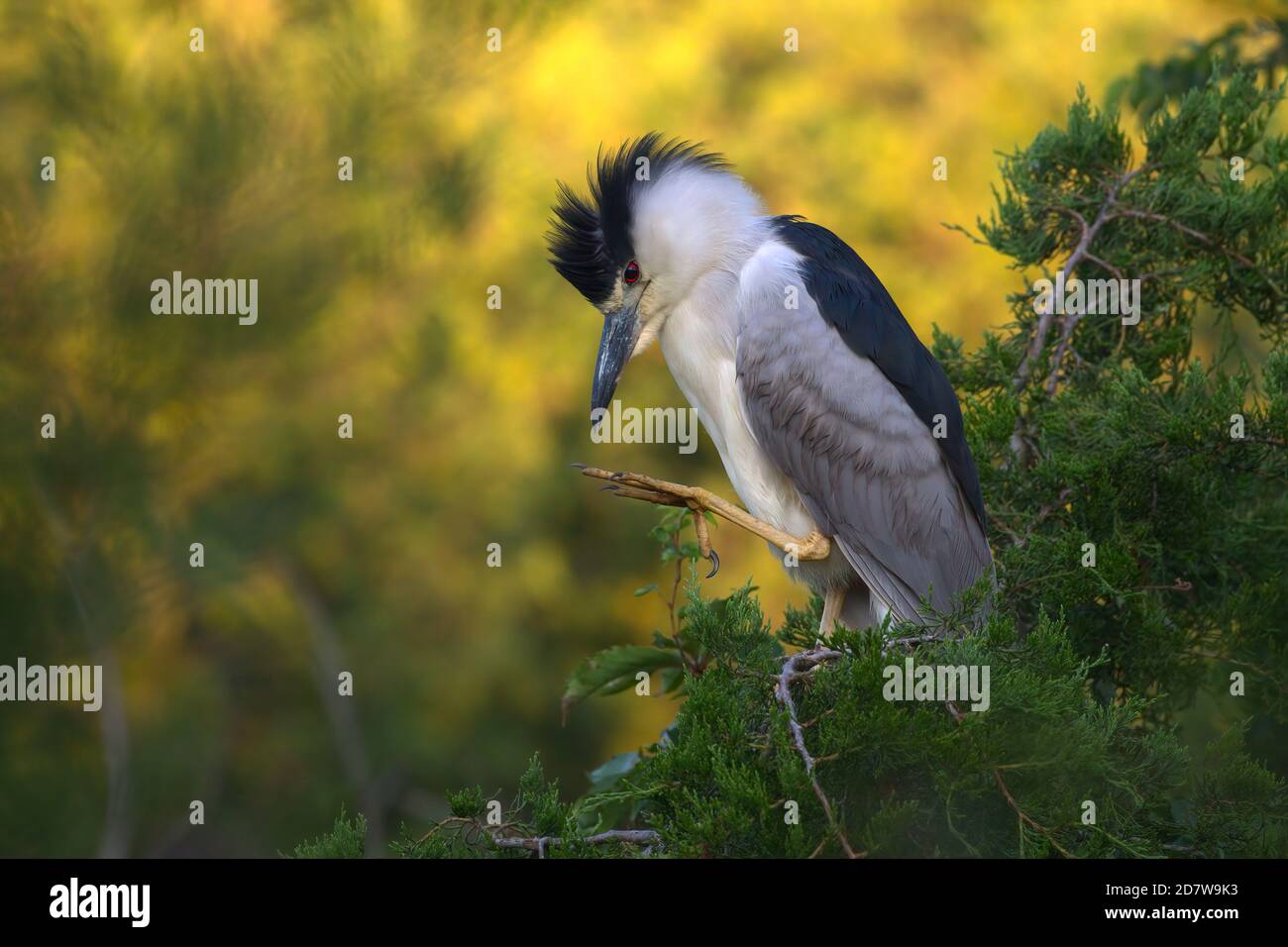 Black-Crowned Night Heron Preening In Treetops At Rookery In Ocean City ...