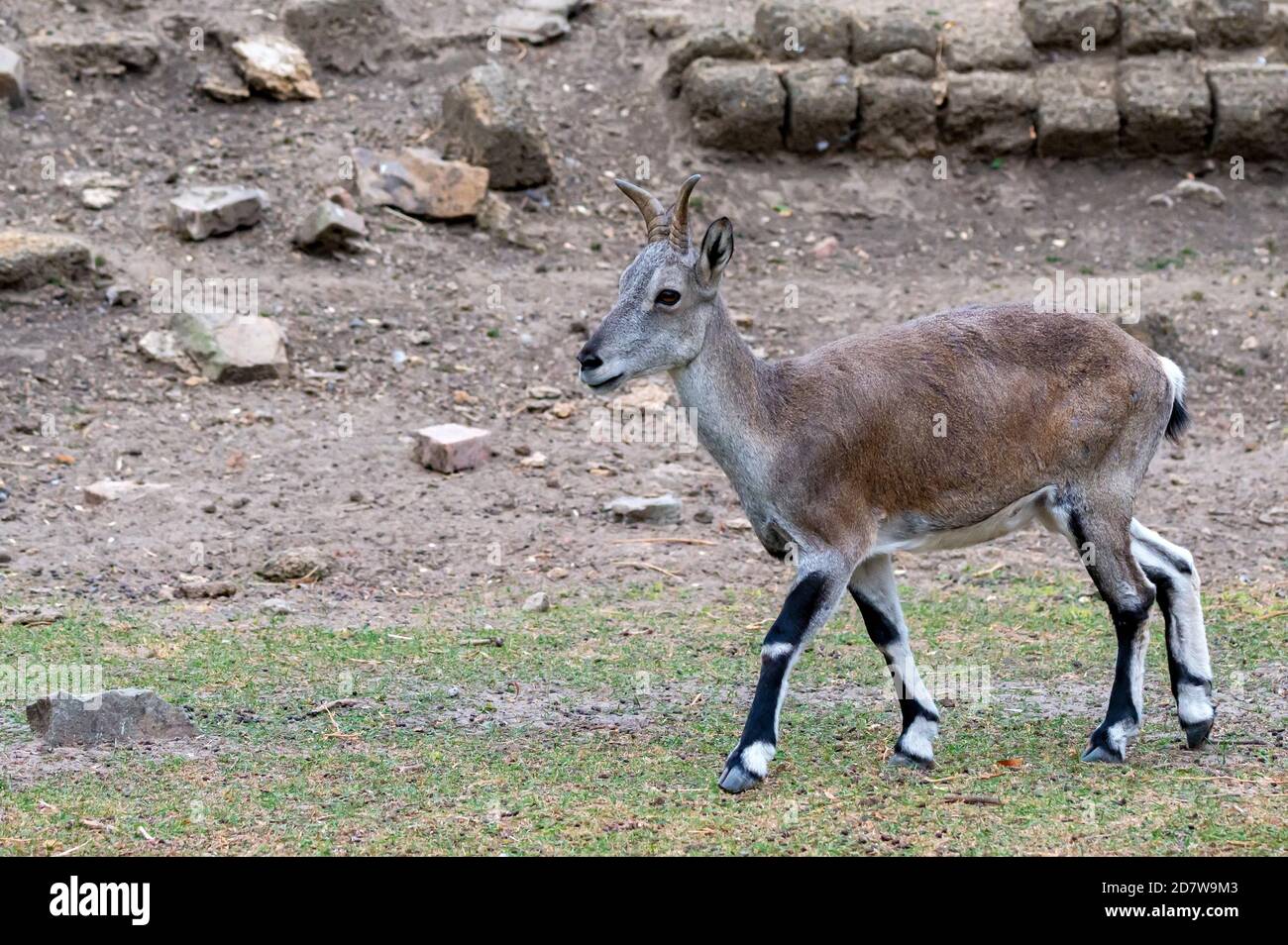 Close-up of Bharal, Himalayan blue sheep or naur Stock Photo - Alamy