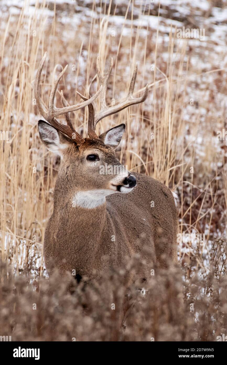 North America; United States; Montana; National Bison Range; Wildlife ...