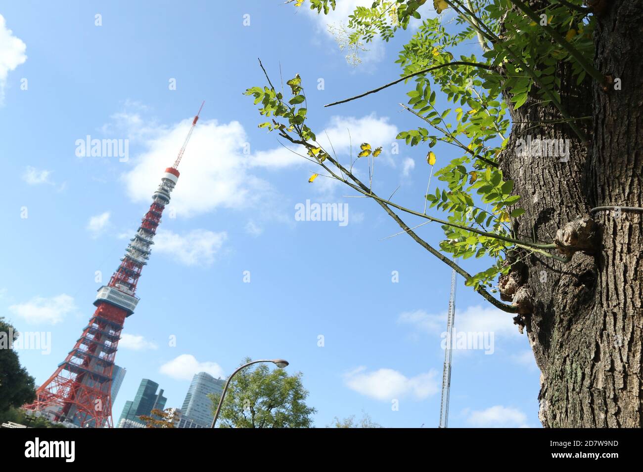 Television tower tokyo tree hi-res stock photography and images - Alamy