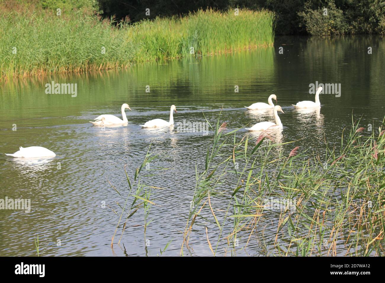 Swans are the largest of the aquatic birds hi-res stock photography and ...