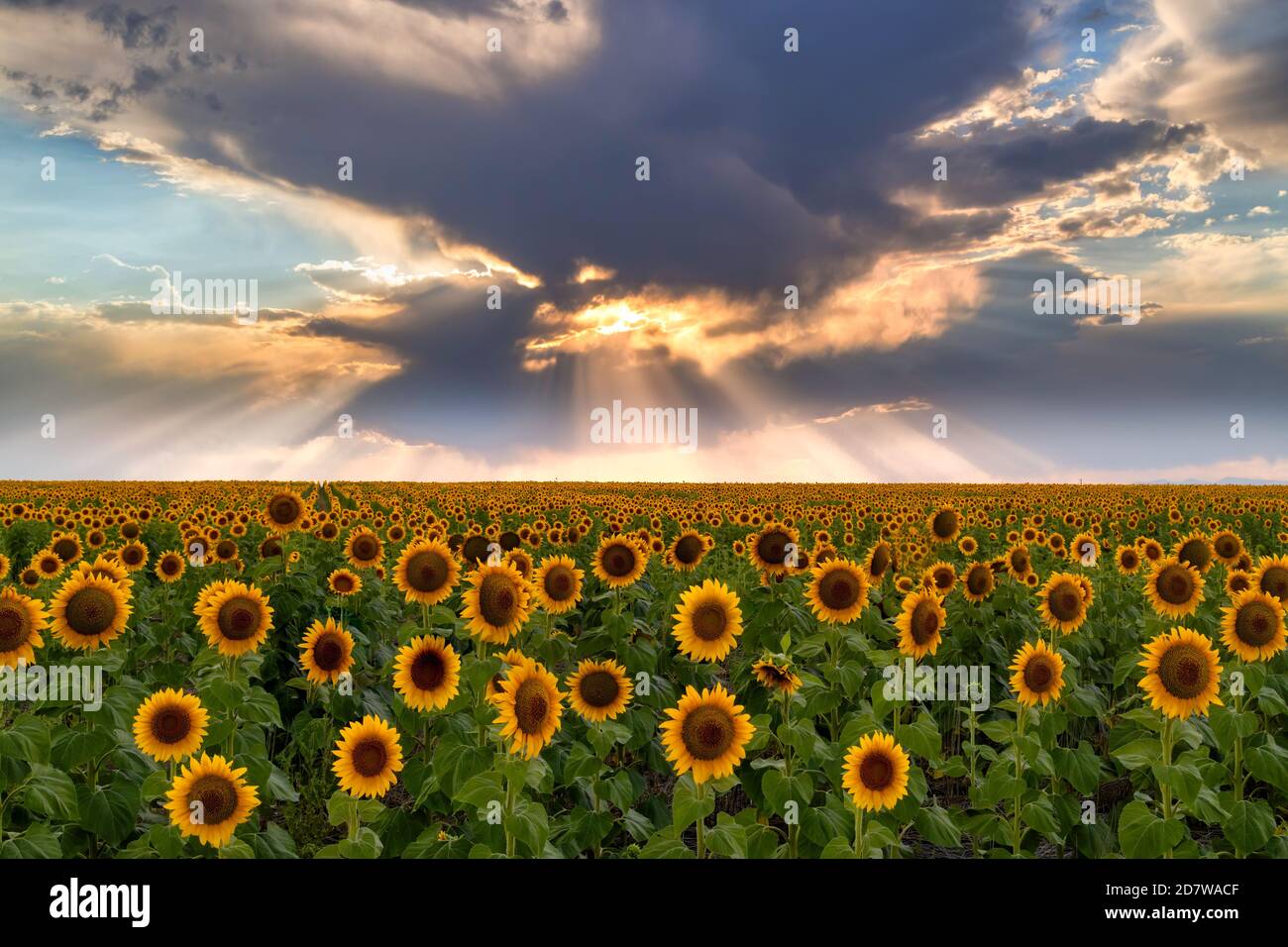 The sun sets along the Colorado front range with rows of harvested ...