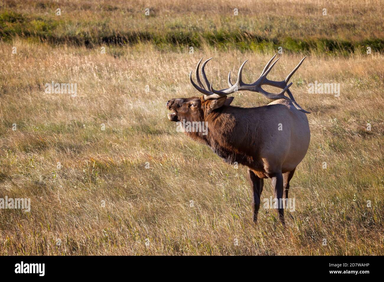 Elk mating hi-res stock photography and images - Alamy