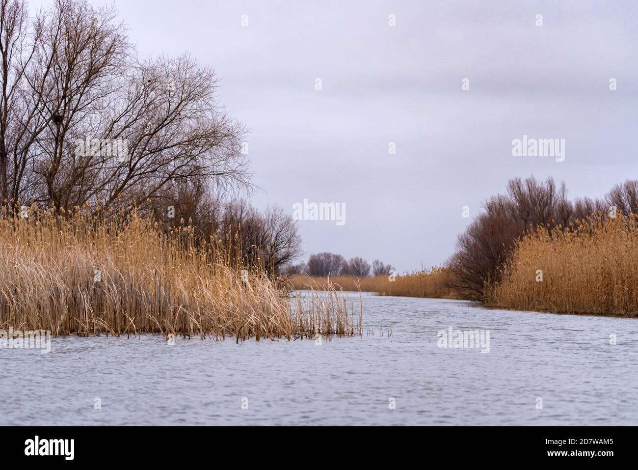 Landscape of Volga river delta water with cane Stock Photo - Alamy