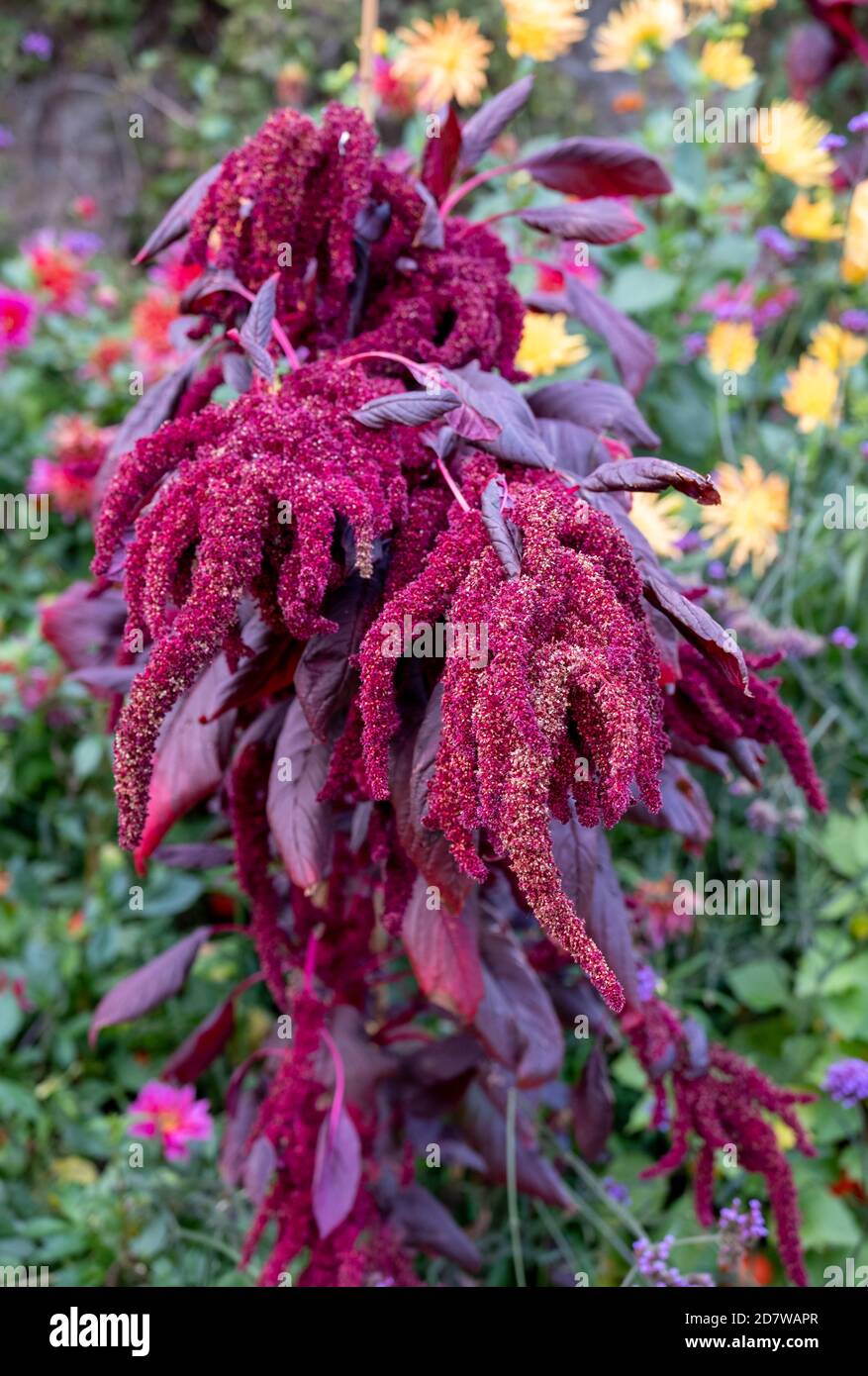 Stunning amaranth plant in flower in autumn. Flowers are a deep purple ...