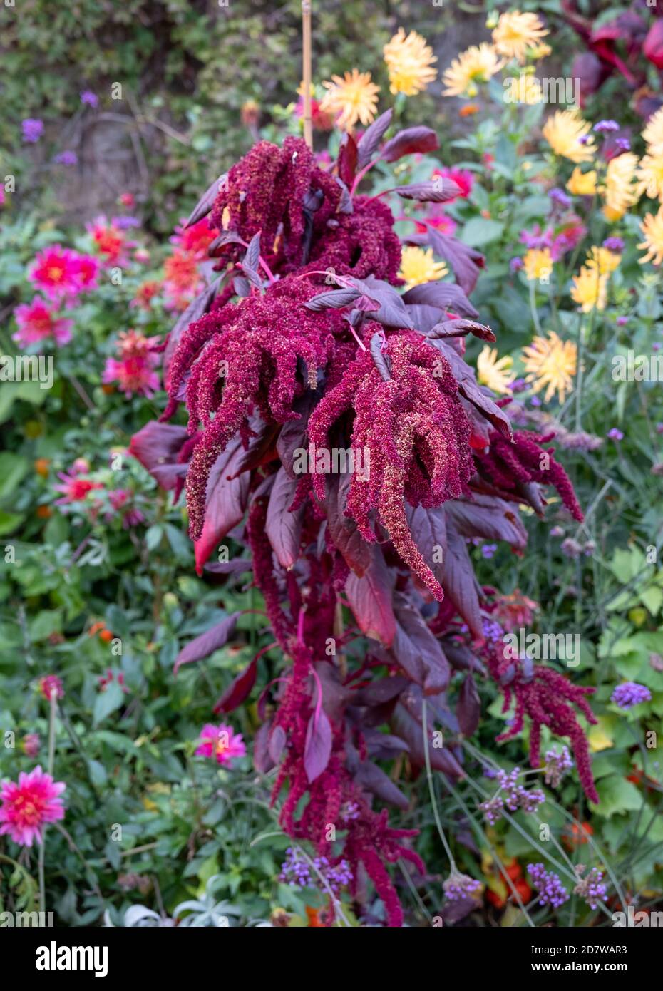 Stunning amaranth plant in flower in autumn. Flowers are a deep purple ...