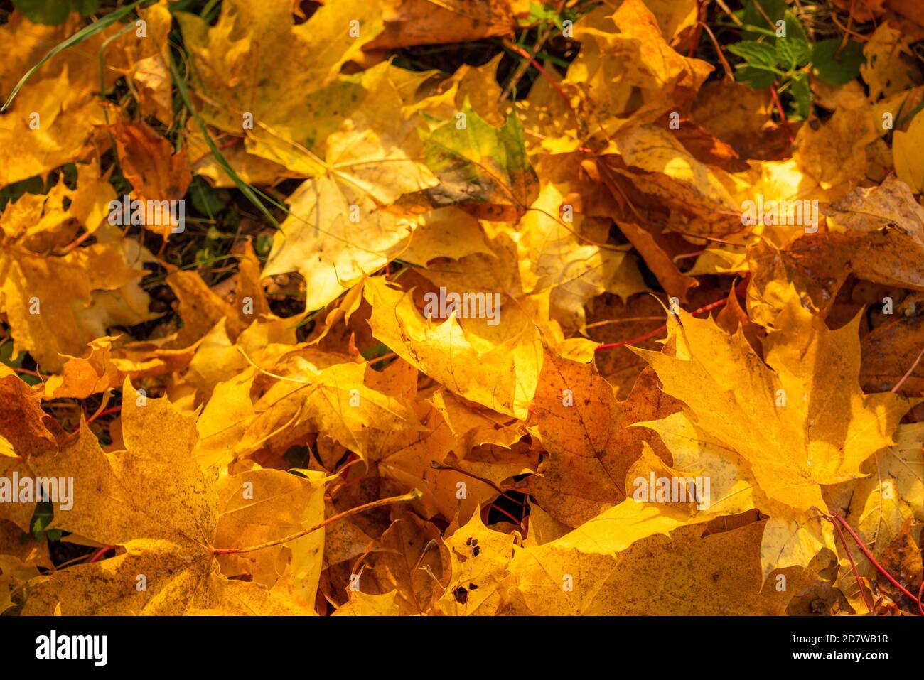 Golden Leaves in Autumn Stock Photo - Alamy