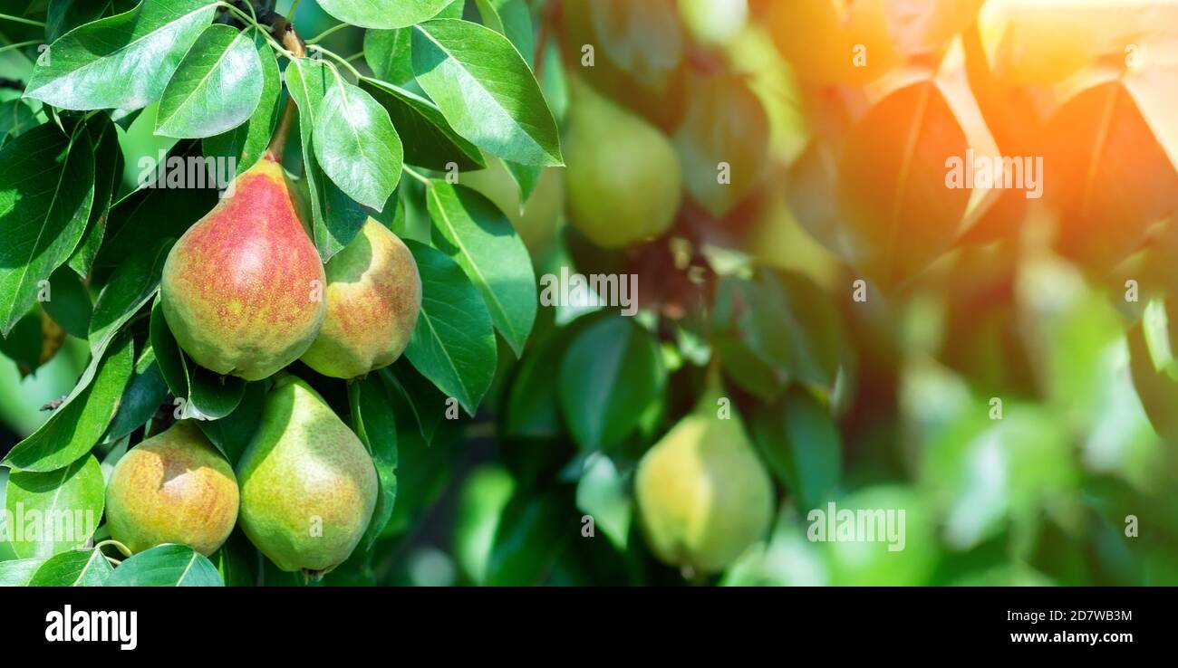 Tasty young healthy organic juicy pears hanging on a branch. large crop ...