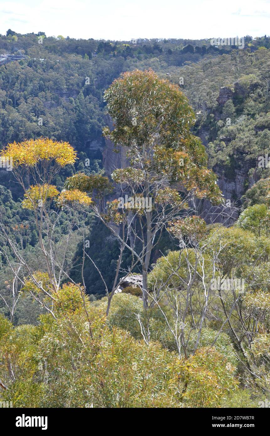 Trees Growing in the Jamison Valley, Blue Mountains, NSW Stock Photo ...