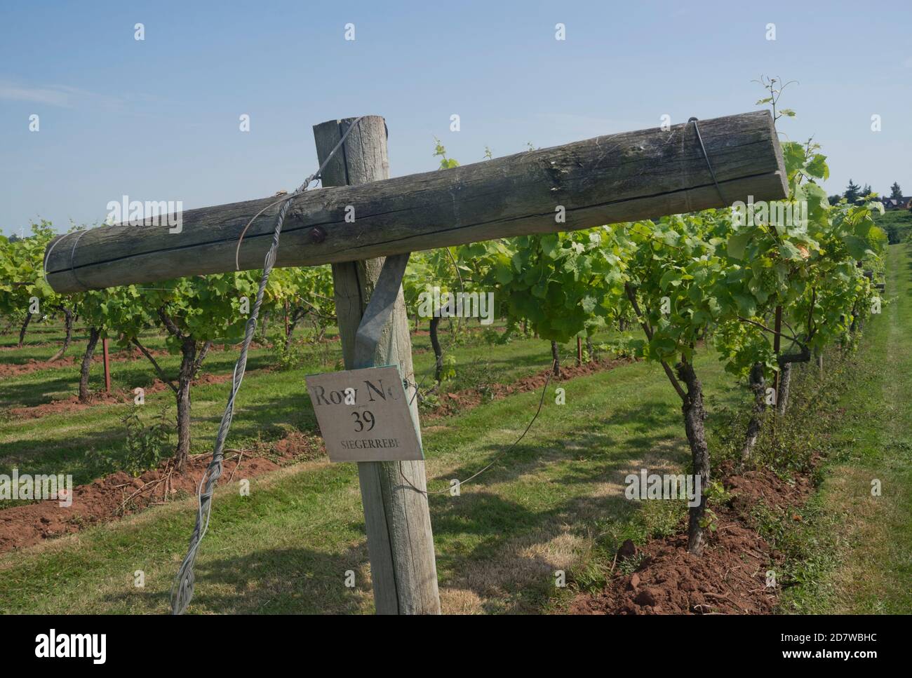Vineyard at a winery farm in Gloucestershire,England,UK Stock Photo - Alamy