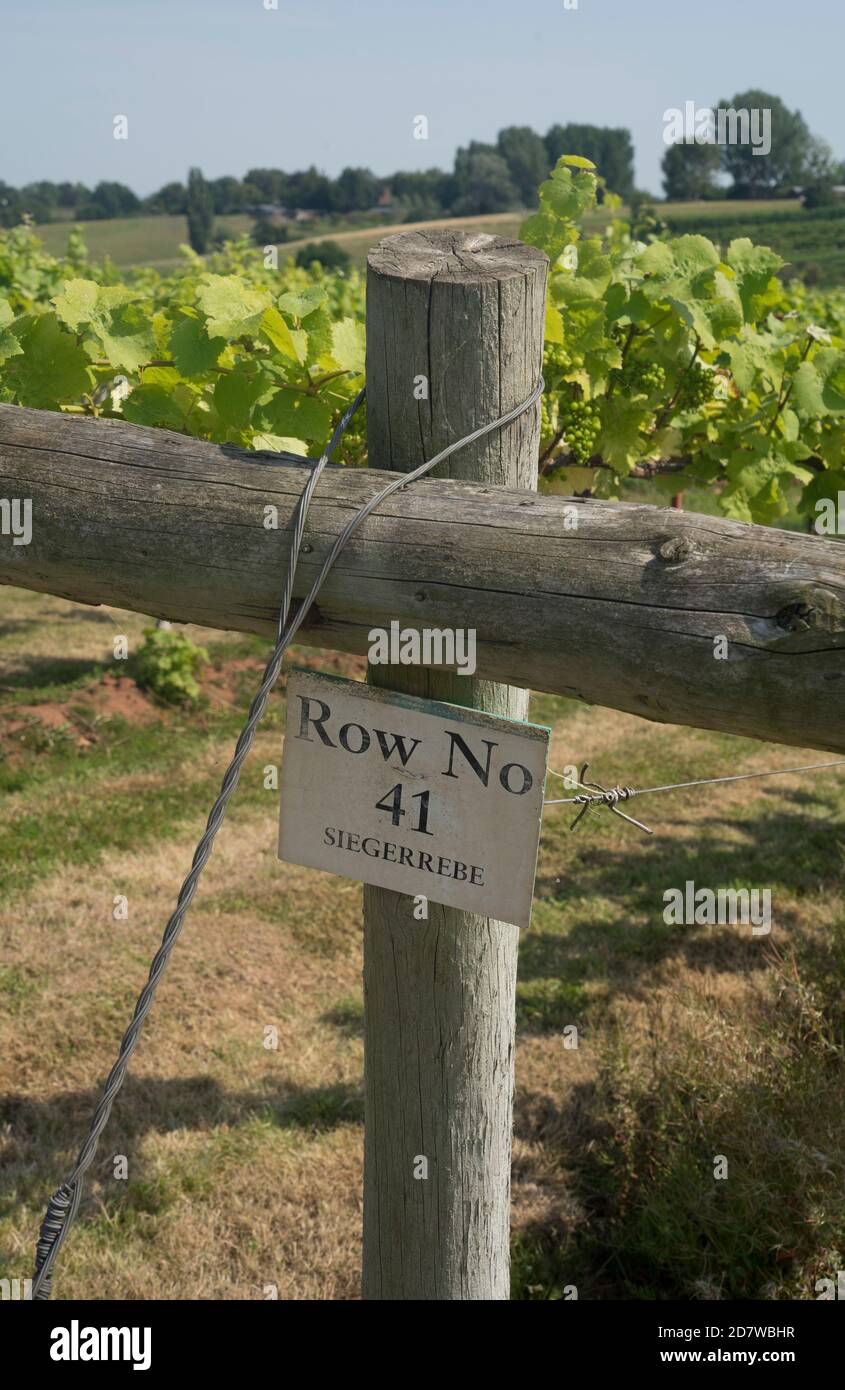 Vineyard at a winery farm in Gloucestershire,England,UK Stock Photo - Alamy