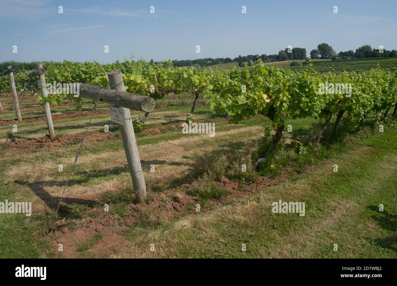 Vineyard at a winery farm in Gloucestershire,England,UK Stock Photo - Alamy