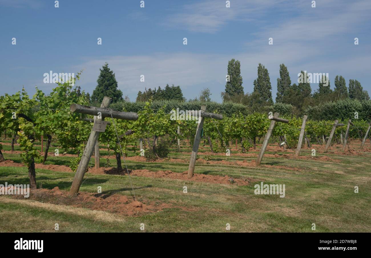 Vineyard at a winery farm in Gloucestershire,England,UK Stock Photo - Alamy