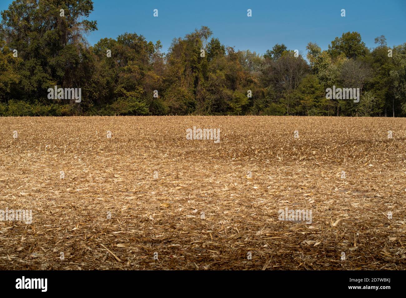 Indiana corn field landscape hi-res stock photography and images - Alamy