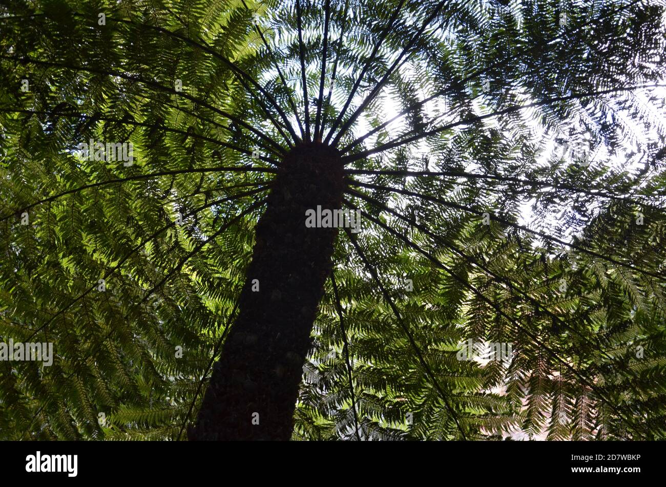 Tree Fern, Blue Mountains, NSW Stock Photo - Alamy