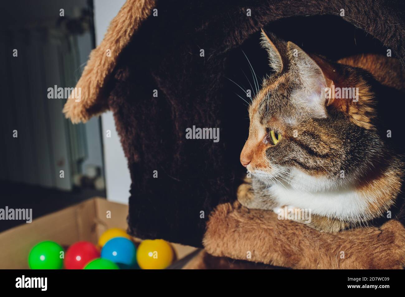 cute black and orange cat in a pet house Stock Photo - Alamy