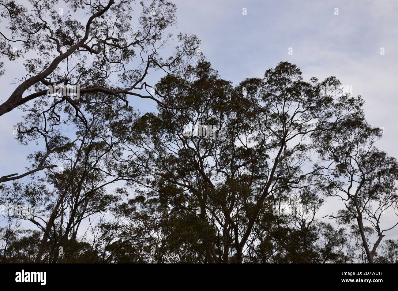 Sydney region trees hi-res stock photography and images - Alamy