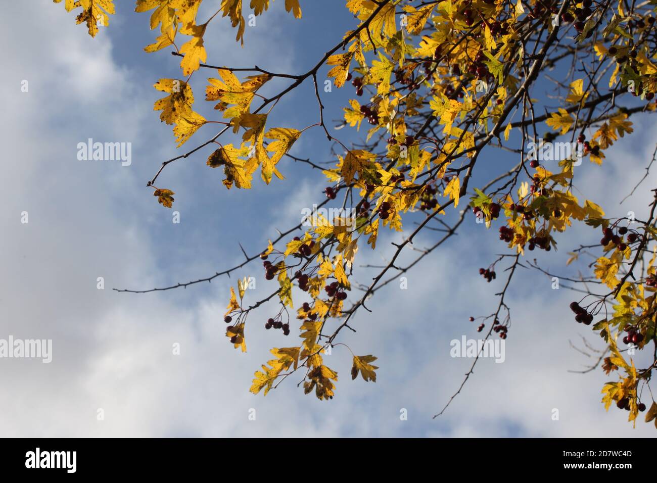 Walks autumn uk forest hi-res stock photography and images - Alamy