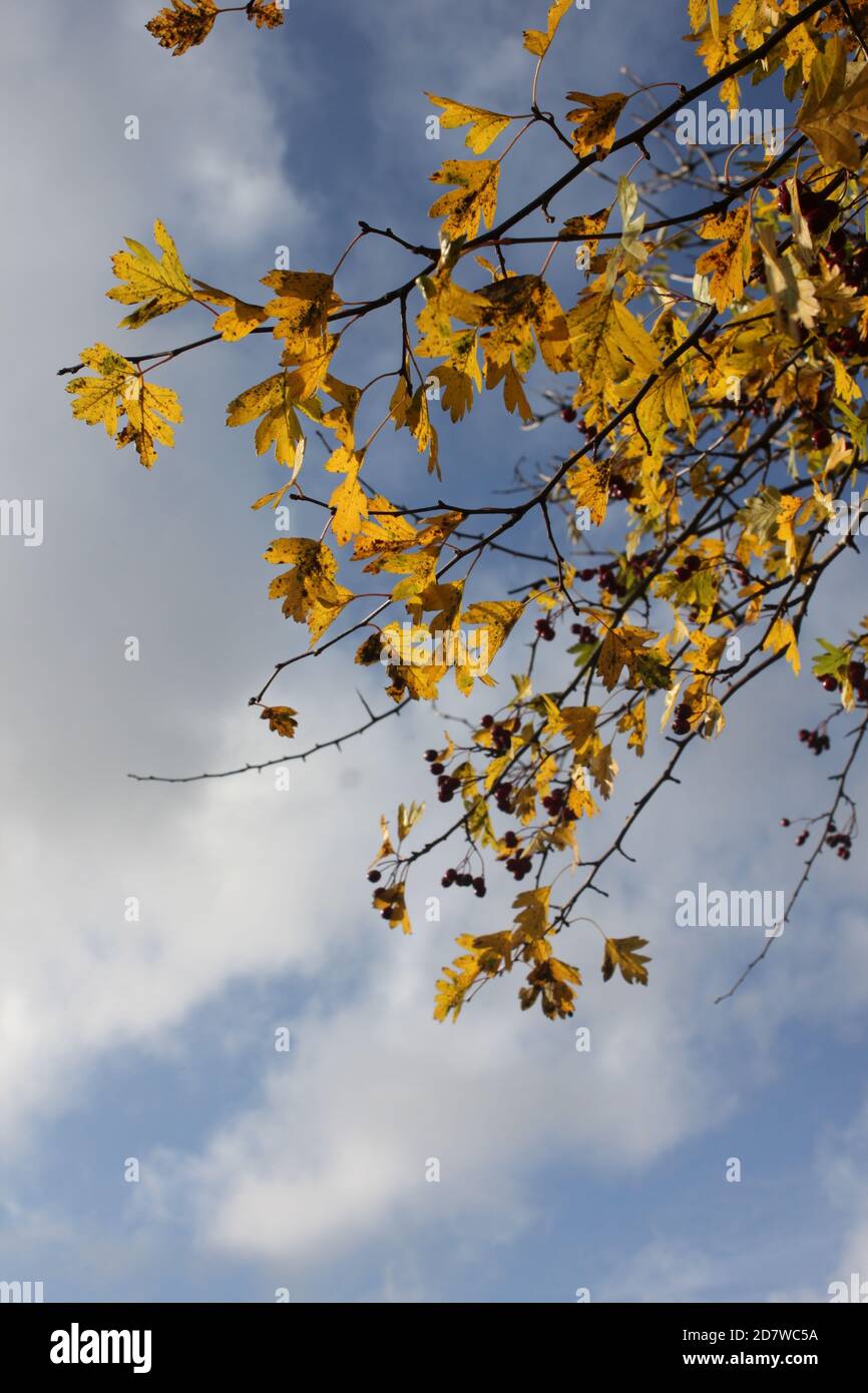 Walks autumn uk forest hi-res stock photography and images - Alamy