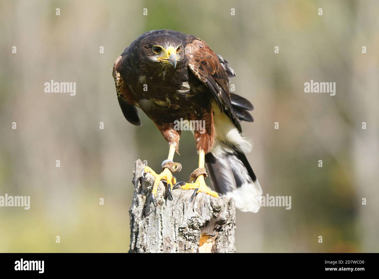 Harris Hawk in flight and perching Stock Photo - Alamy