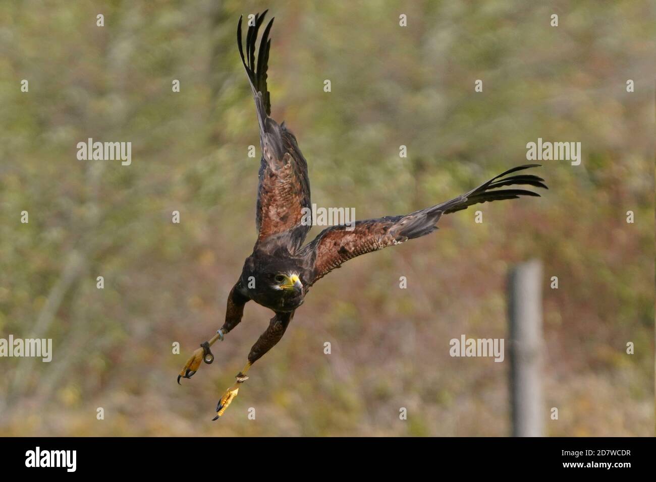 Harris Hawk in flight and perching Stock Photo - Alamy