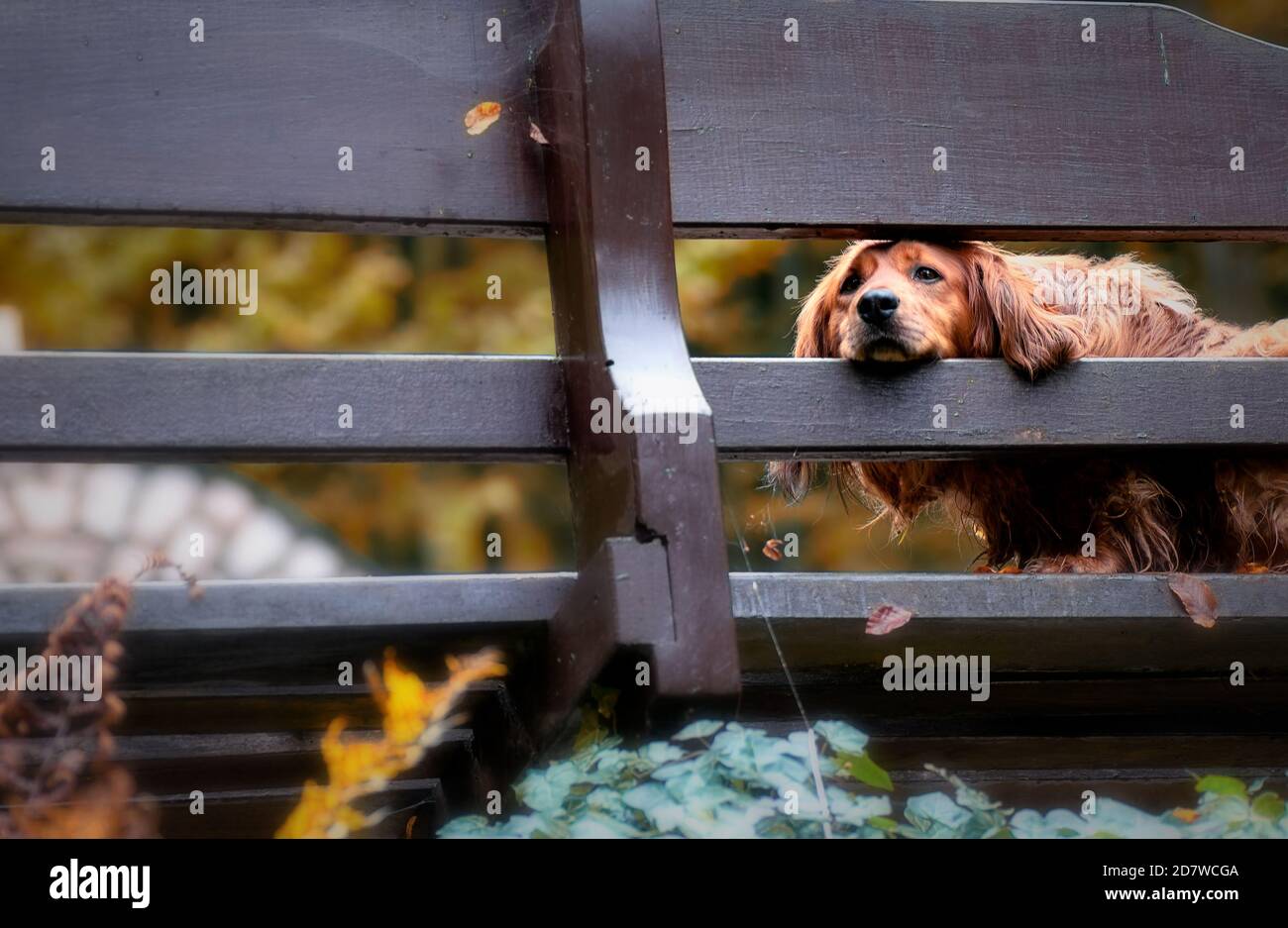 Puppy looking through fence hi-res stock photography and images - Alamy