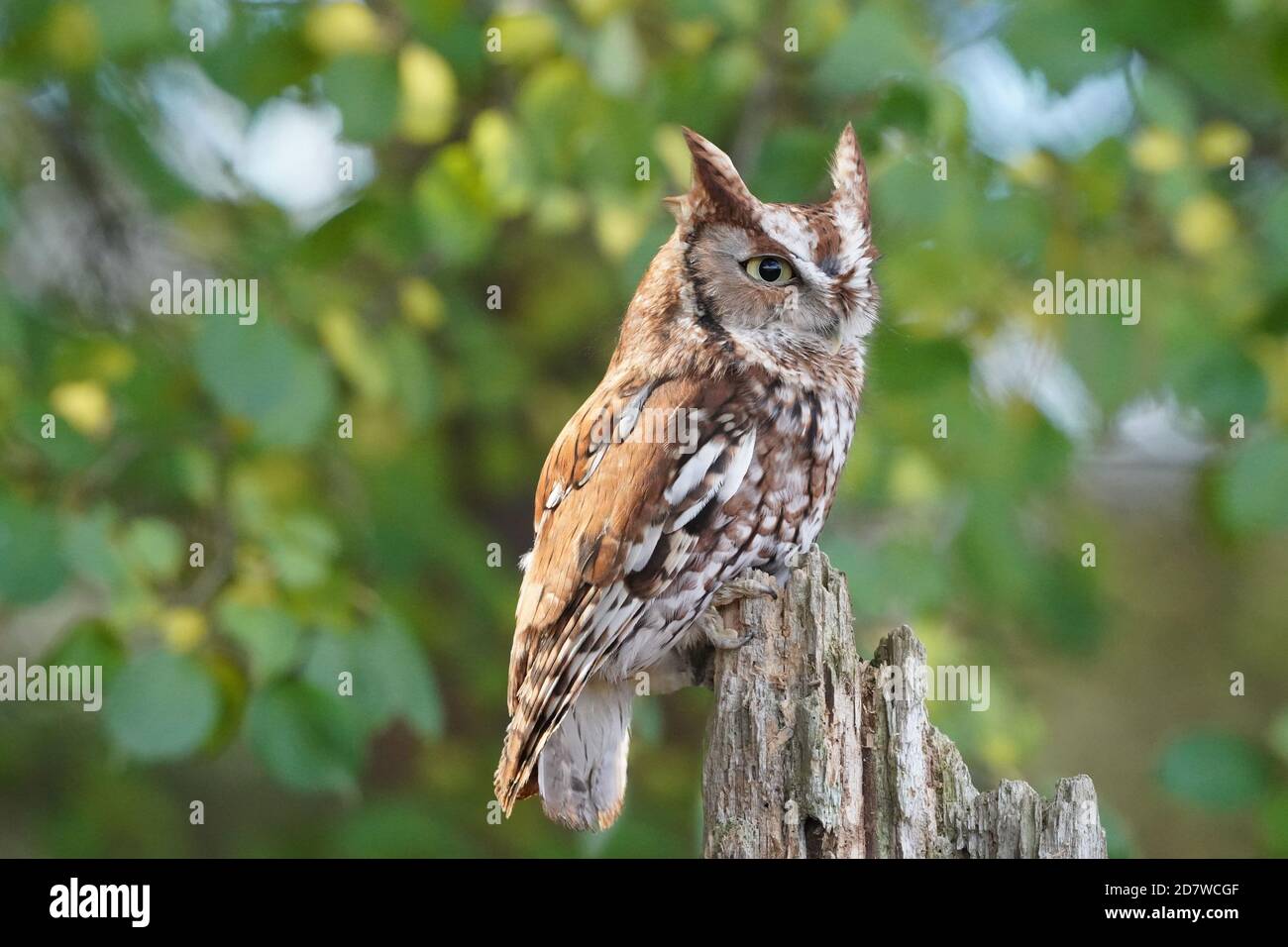 Eastern Screech owl grey and red morph Stock Photo - Alamy
