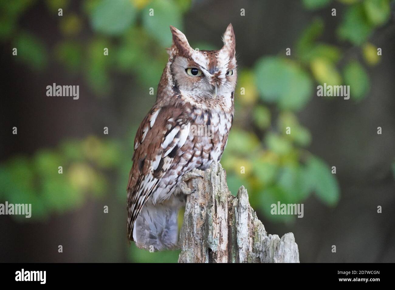 Eastern Screech Owl Red