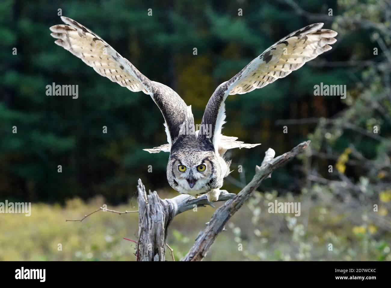 Great Horned Owl in flight and perching Stock Photo - Alamy