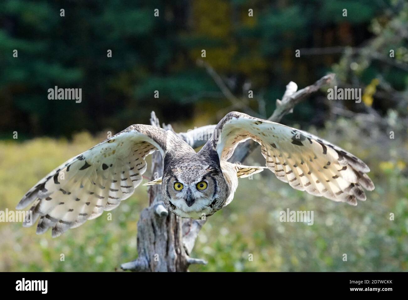 Great Horned Owl in flight and perching Stock Photo - Alamy