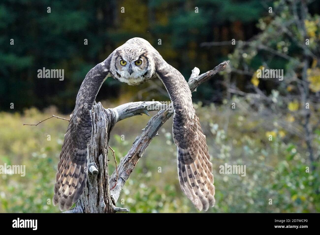 Great Horned Owl in flight and perching Stock Photo - Alamy