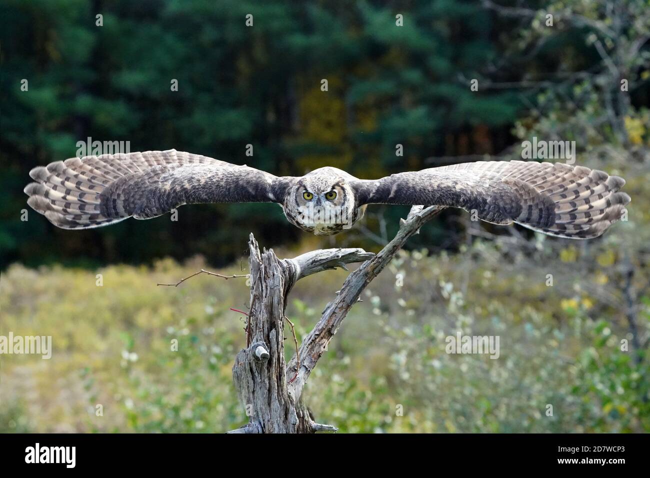 Great Horned Owl in flight and perching Stock Photo - Alamy