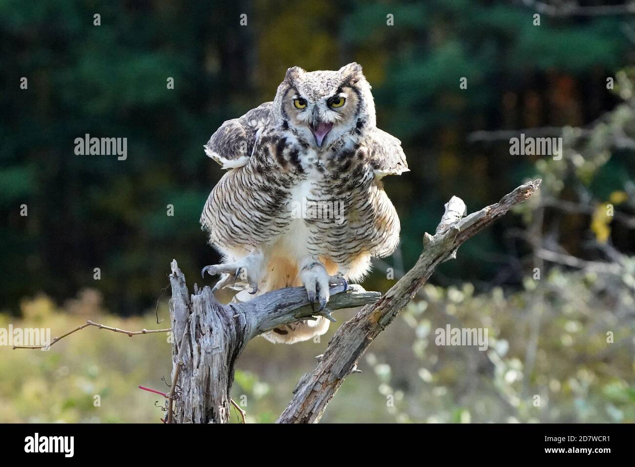 Great Horned Owl in flight and perching Stock Photo - Alamy