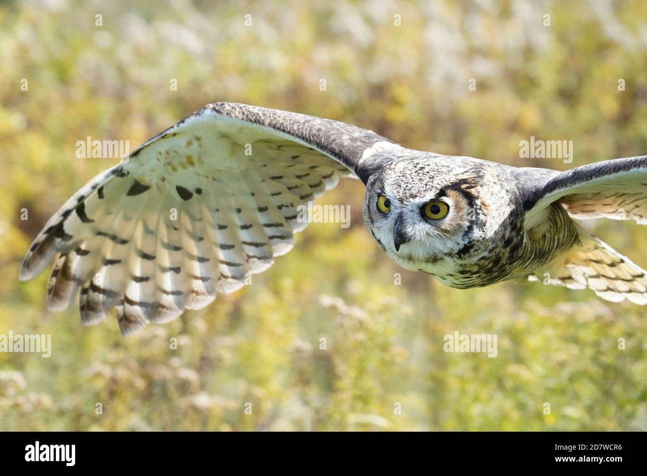 Great Horned Owl in flight and perching Stock Photo - Alamy