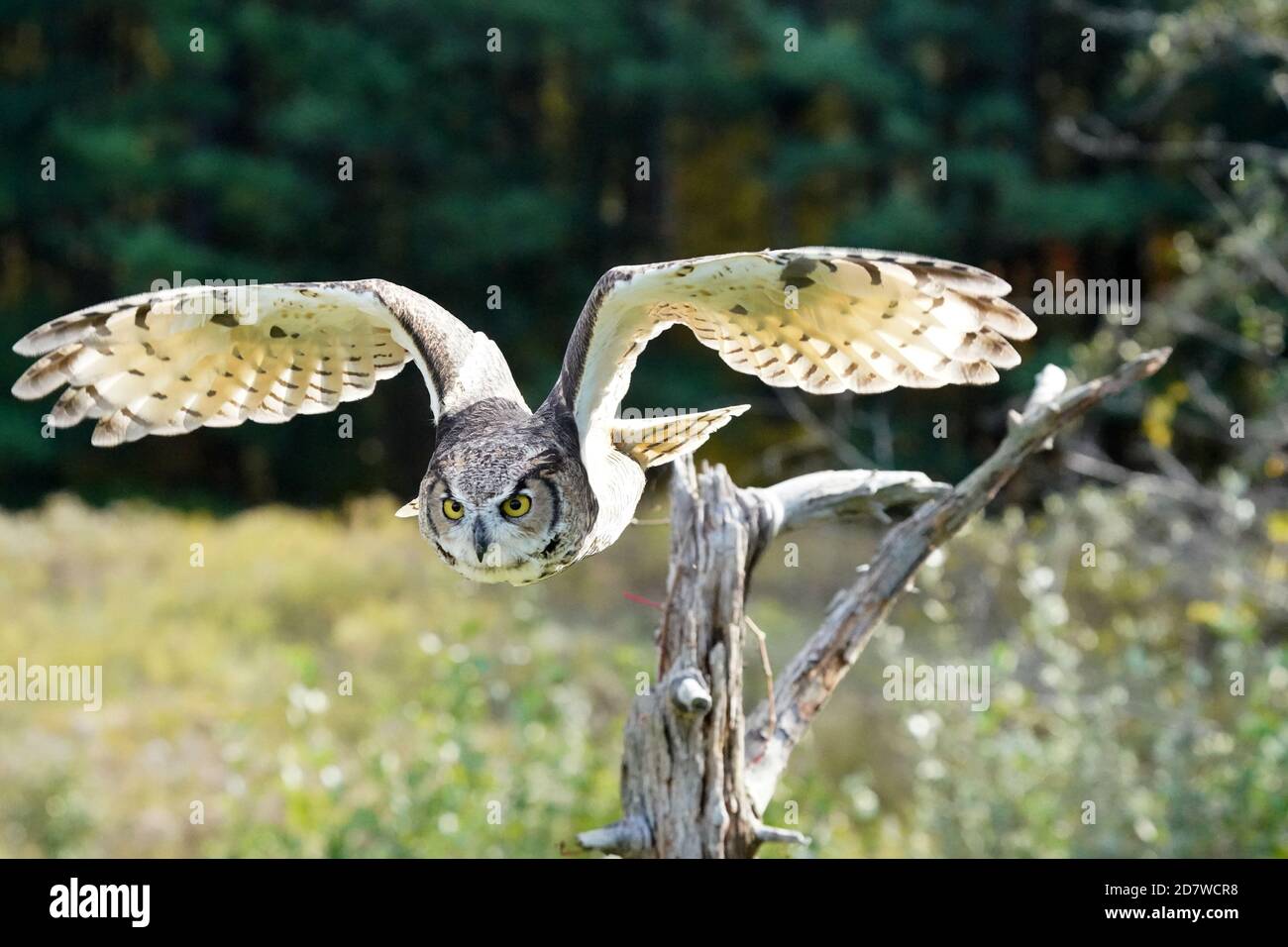 Great Horned Owl in flight and perching Stock Photo - Alamy