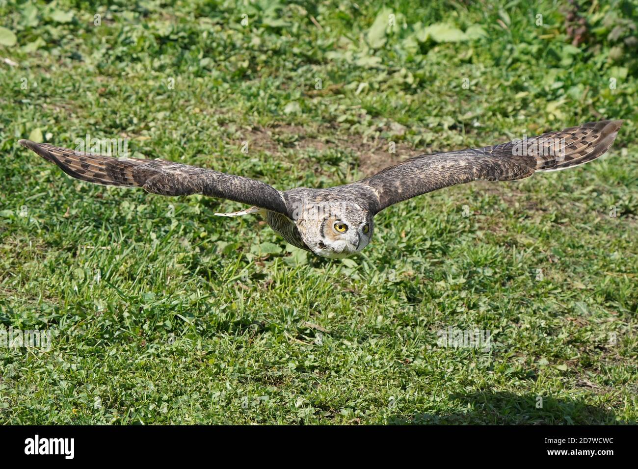 Great Horned Owl in flight and perching Stock Photo - Alamy