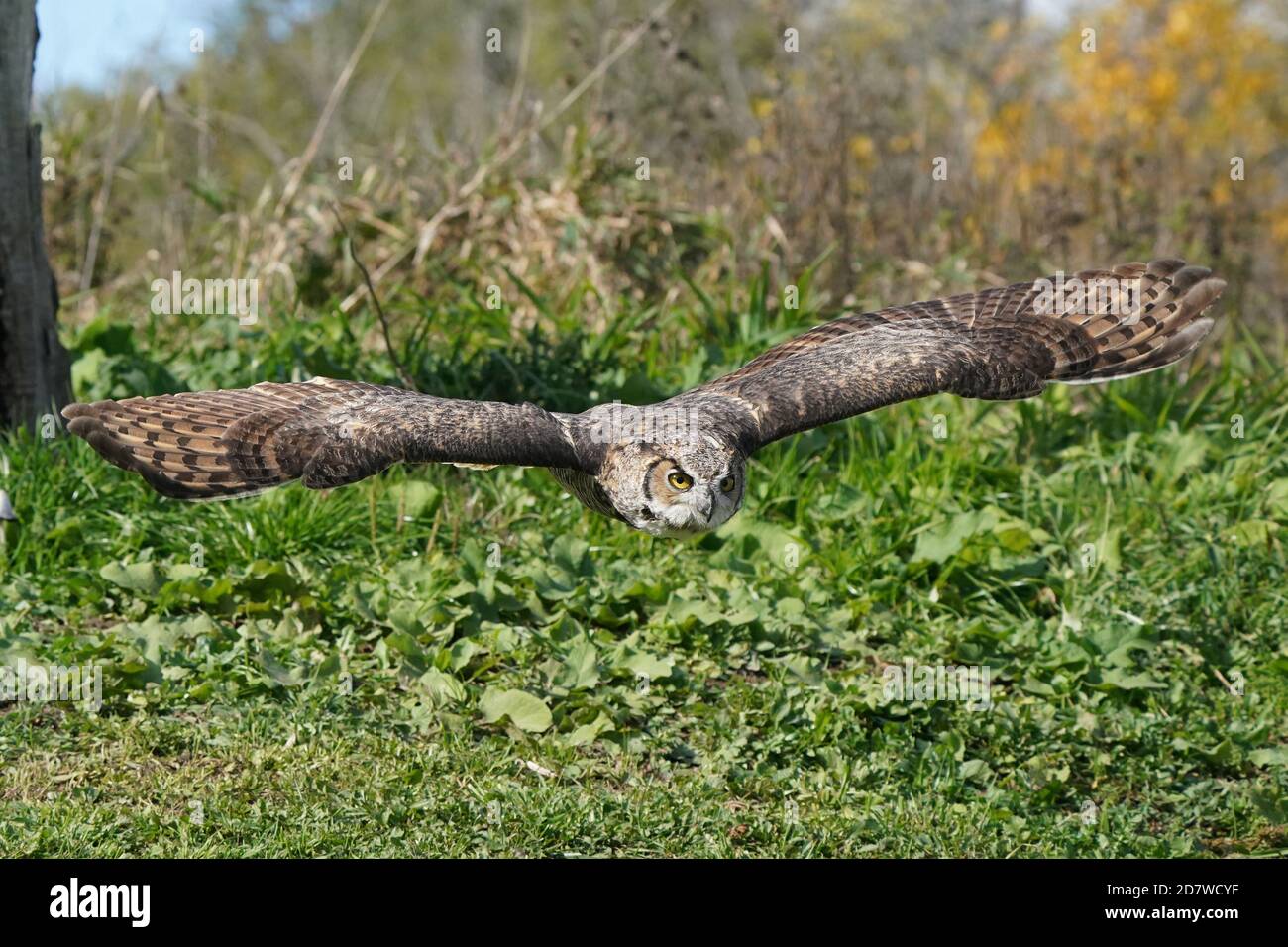 Great Horned Owl in flight and perching Stock Photo - Alamy