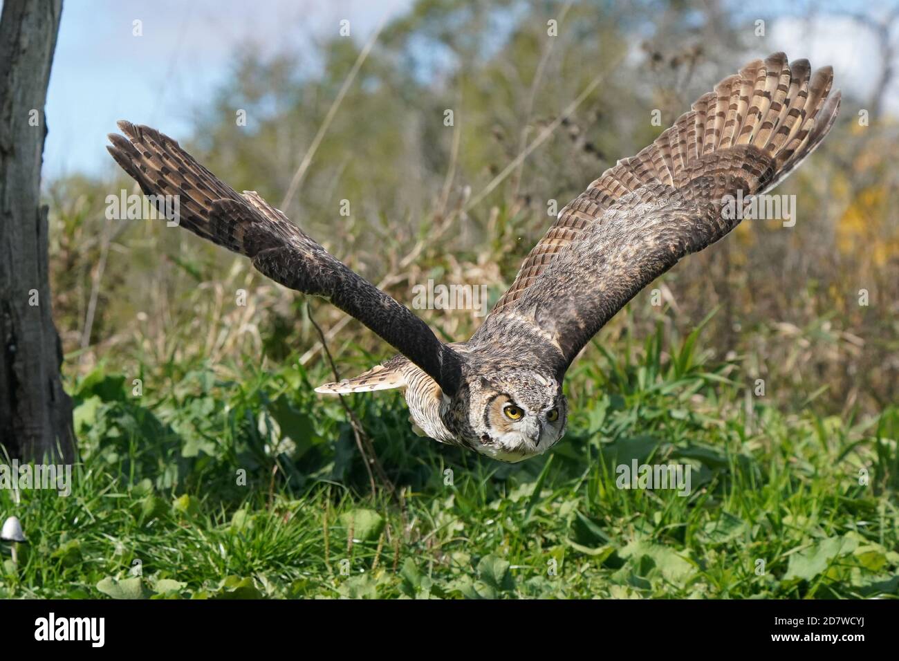 Great Horned Owl in flight and perching Stock Photo - Alamy