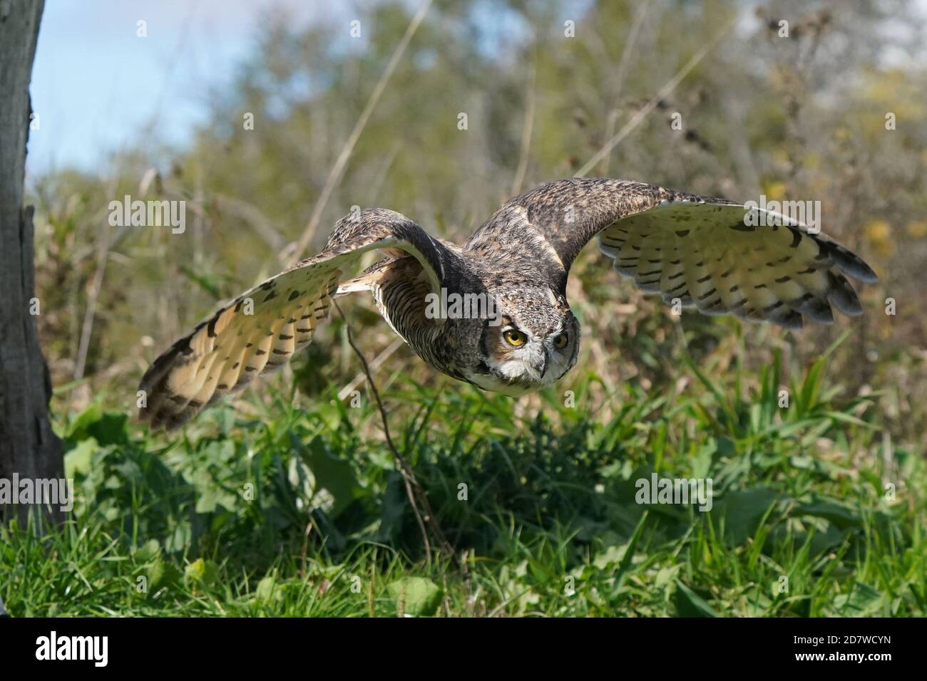 Great Horned Owl in flight and perching Stock Photo - Alamy