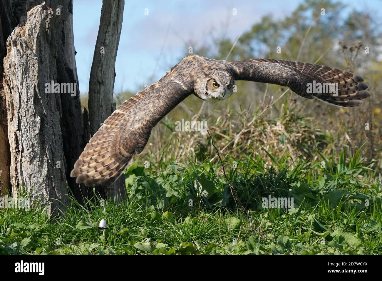 Great Horned Owl in flight and perching Stock Photo - Alamy