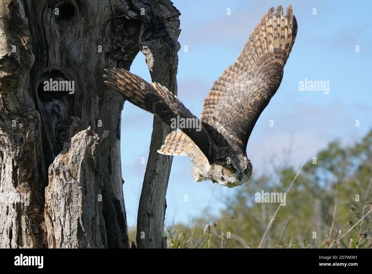 Great Horned Owl in flight and perching Stock Photo - Alamy