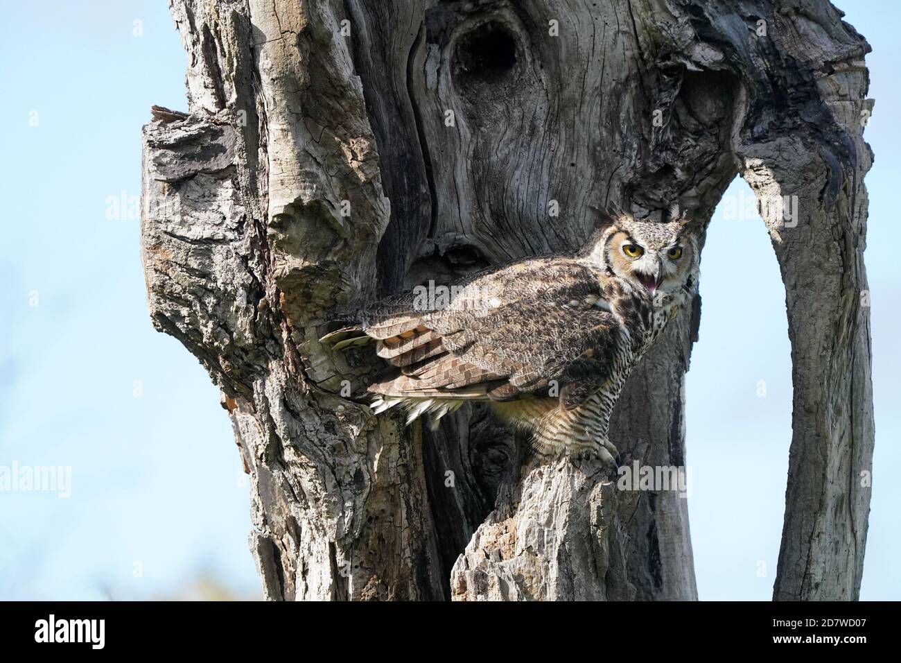 Great Horned Owl in flight and perching Stock Photo - Alamy