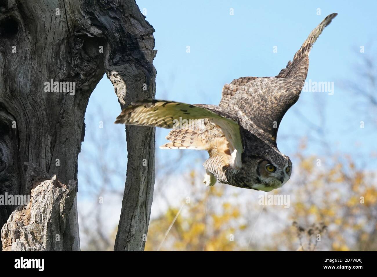 Great Horned Owl in flight and perching Stock Photo - Alamy