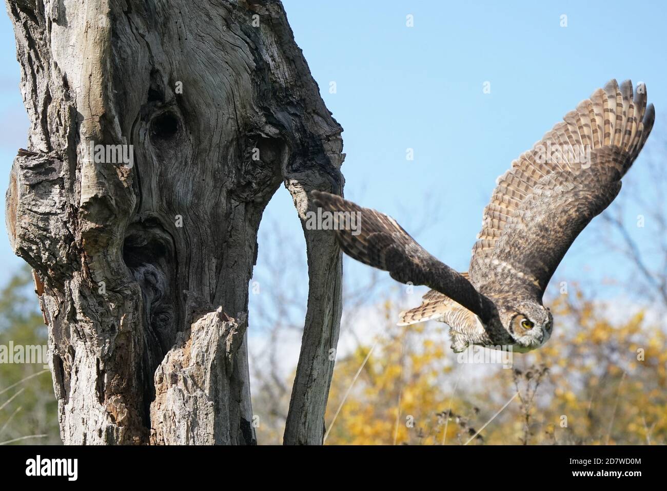 Great Horned Owl in flight and perching Stock Photo - Alamy