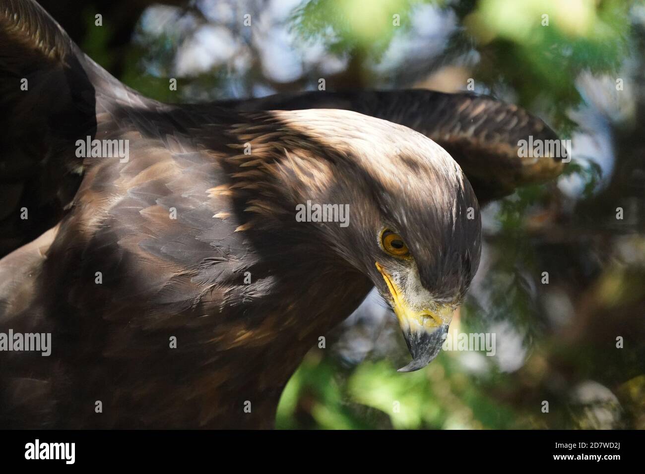 Golden Eagle closeup Stock Photo - Alamy