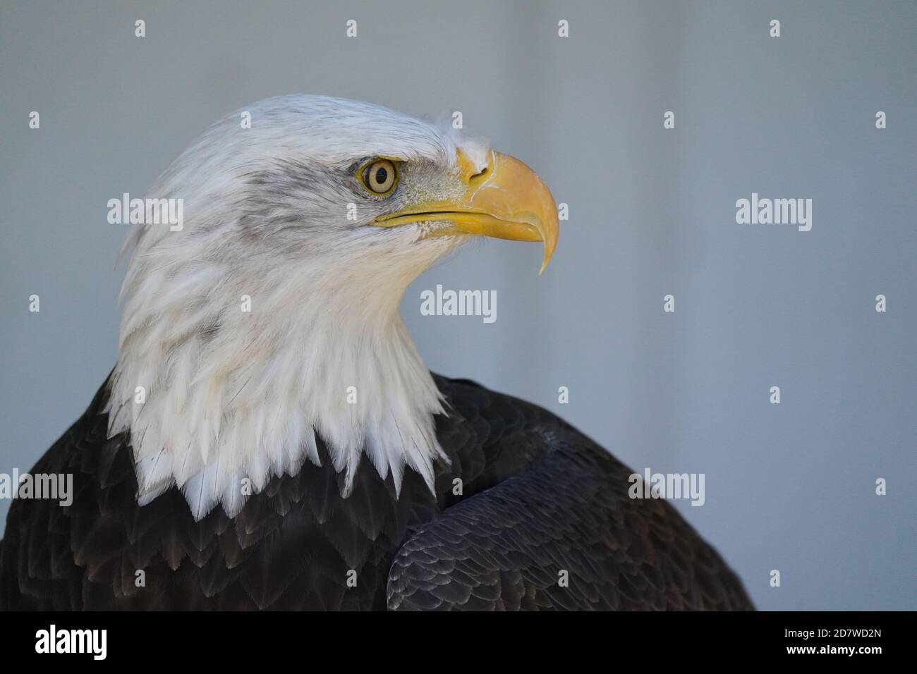 Bald Eagle Closeup Stock Photo - Alamy